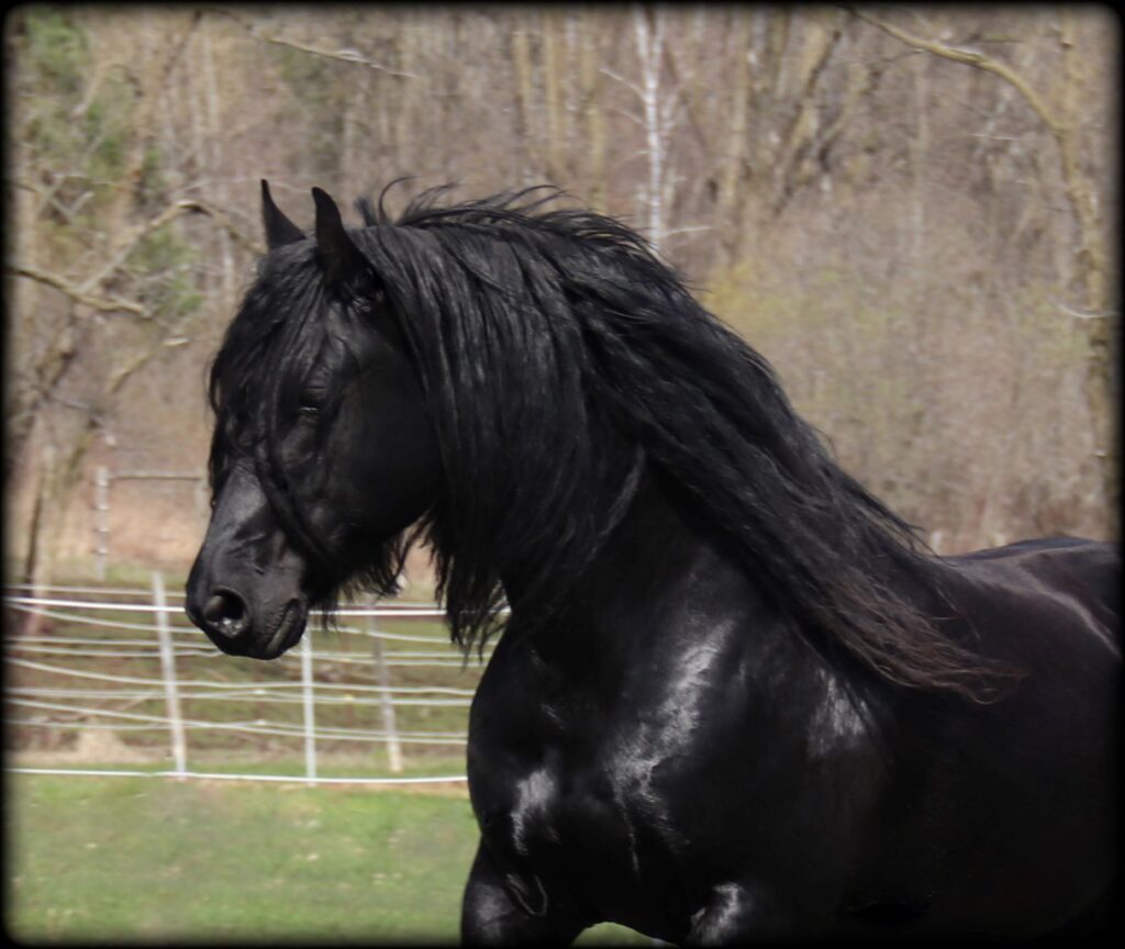 About MHR | Moriesian Horse Registry